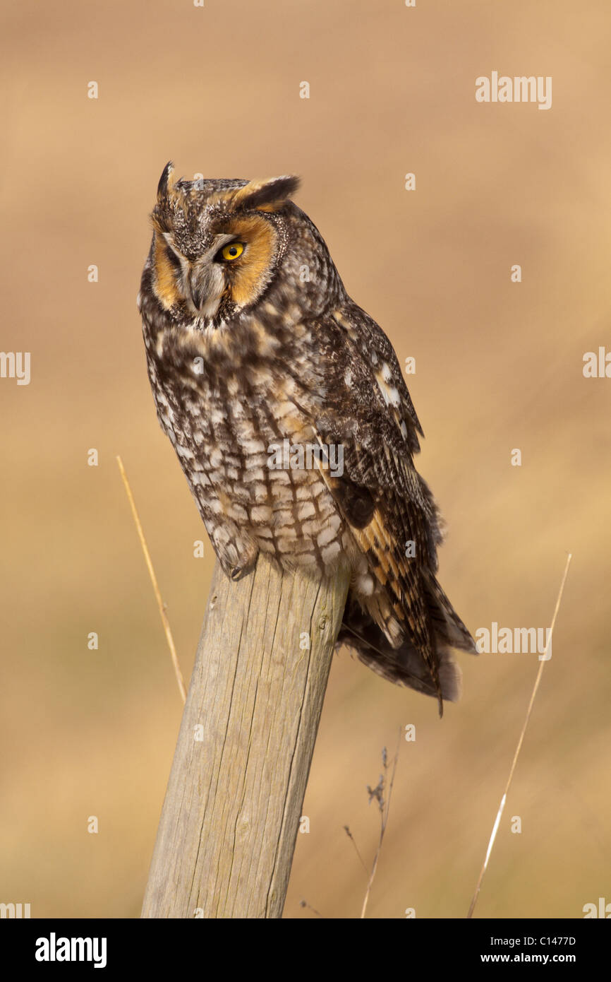 Vancouver owl hi-res stock photography and images - Alamy