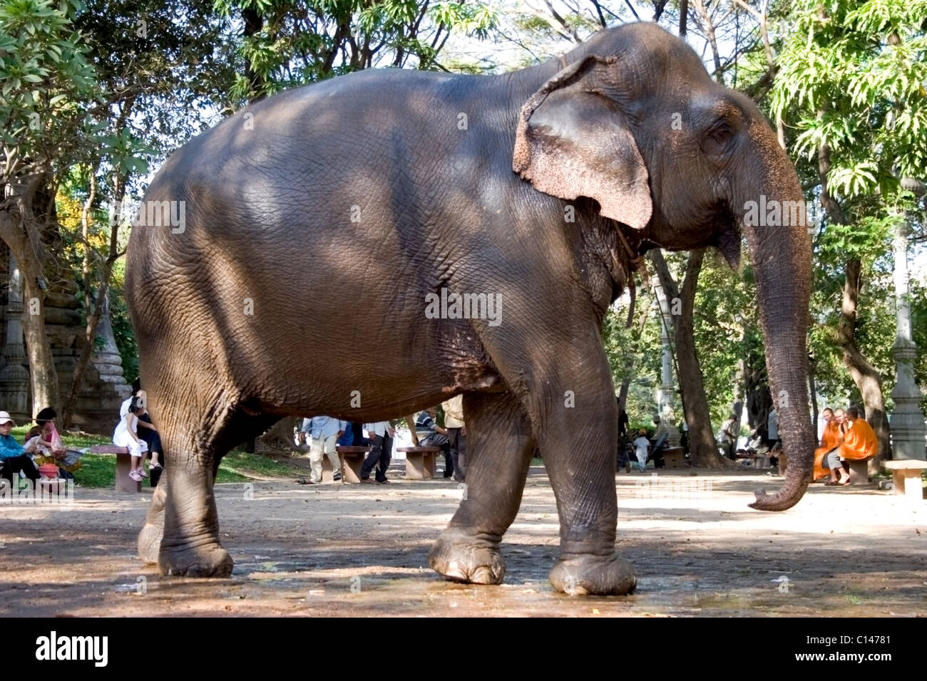 A wet 3 ton working elephant called Sombo is standing on a sidewalk on ...