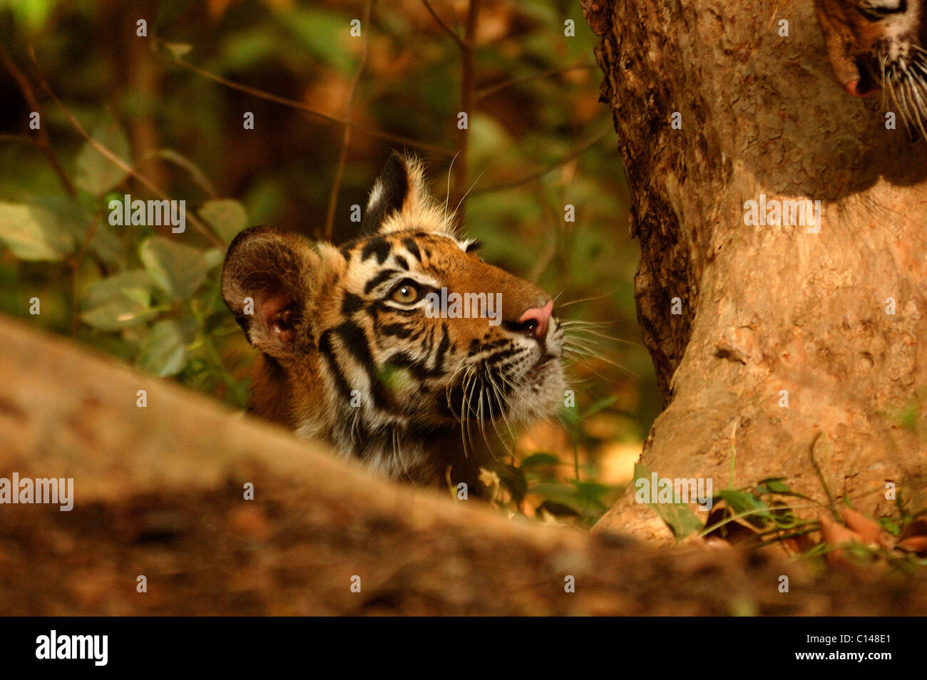 Indian wildlife tiger cub hi-res stock photography and images - Alamy
