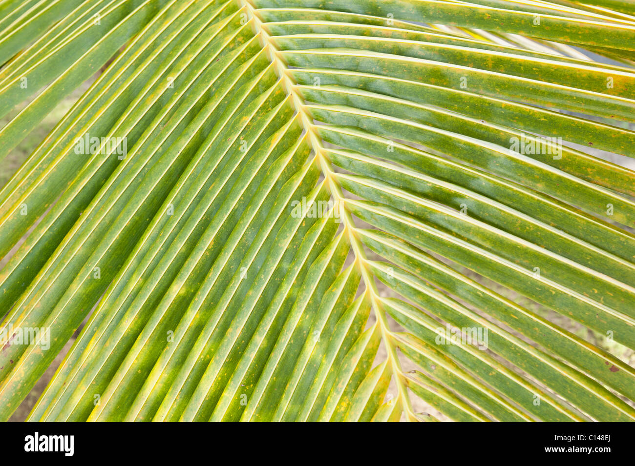 Amazon jungle flower hi-res stock photography and images - Alamy