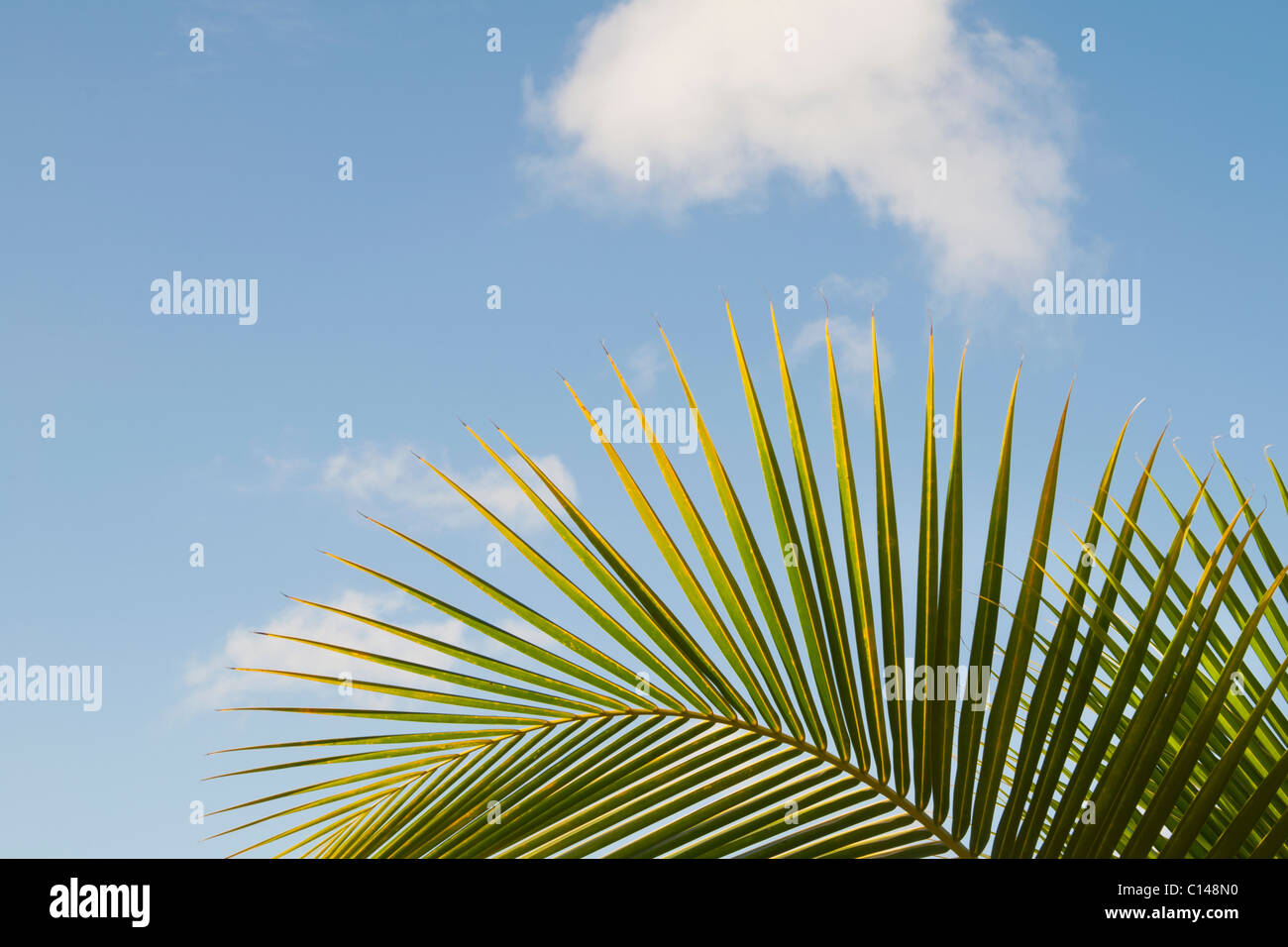 Amazon Rainforest, Brazil, South America Stock Photo - Alamy