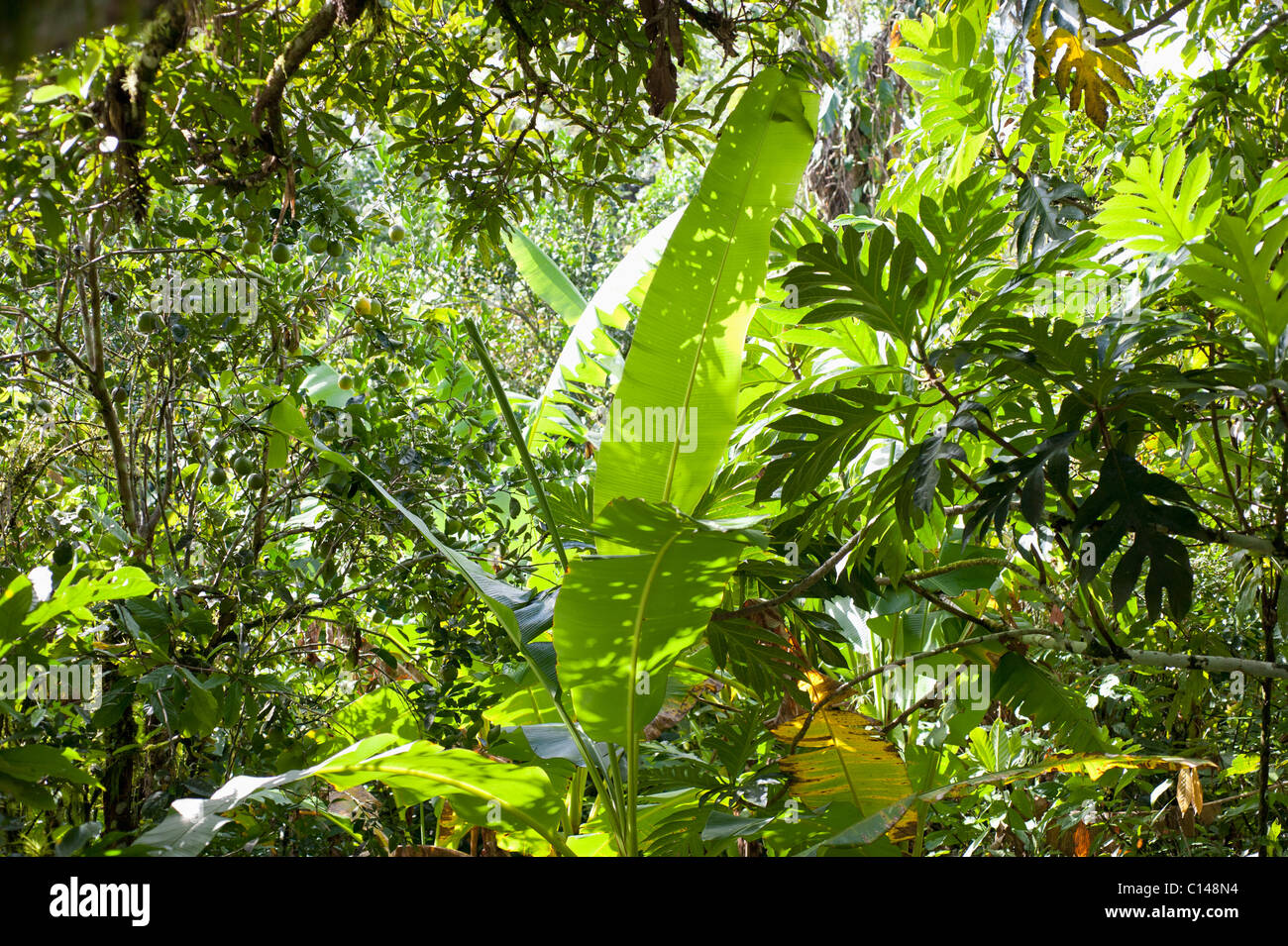 Amazon Rainforest, Brazil, South America Stock Photo - Alamy