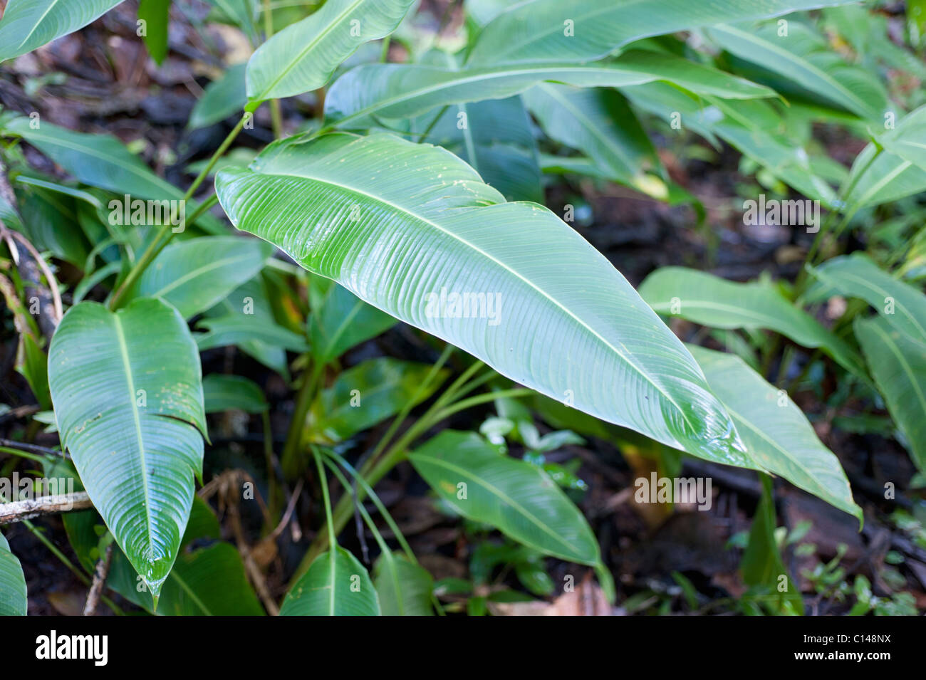 Amazon rainforest moss hi-res stock photography and images - Alamy