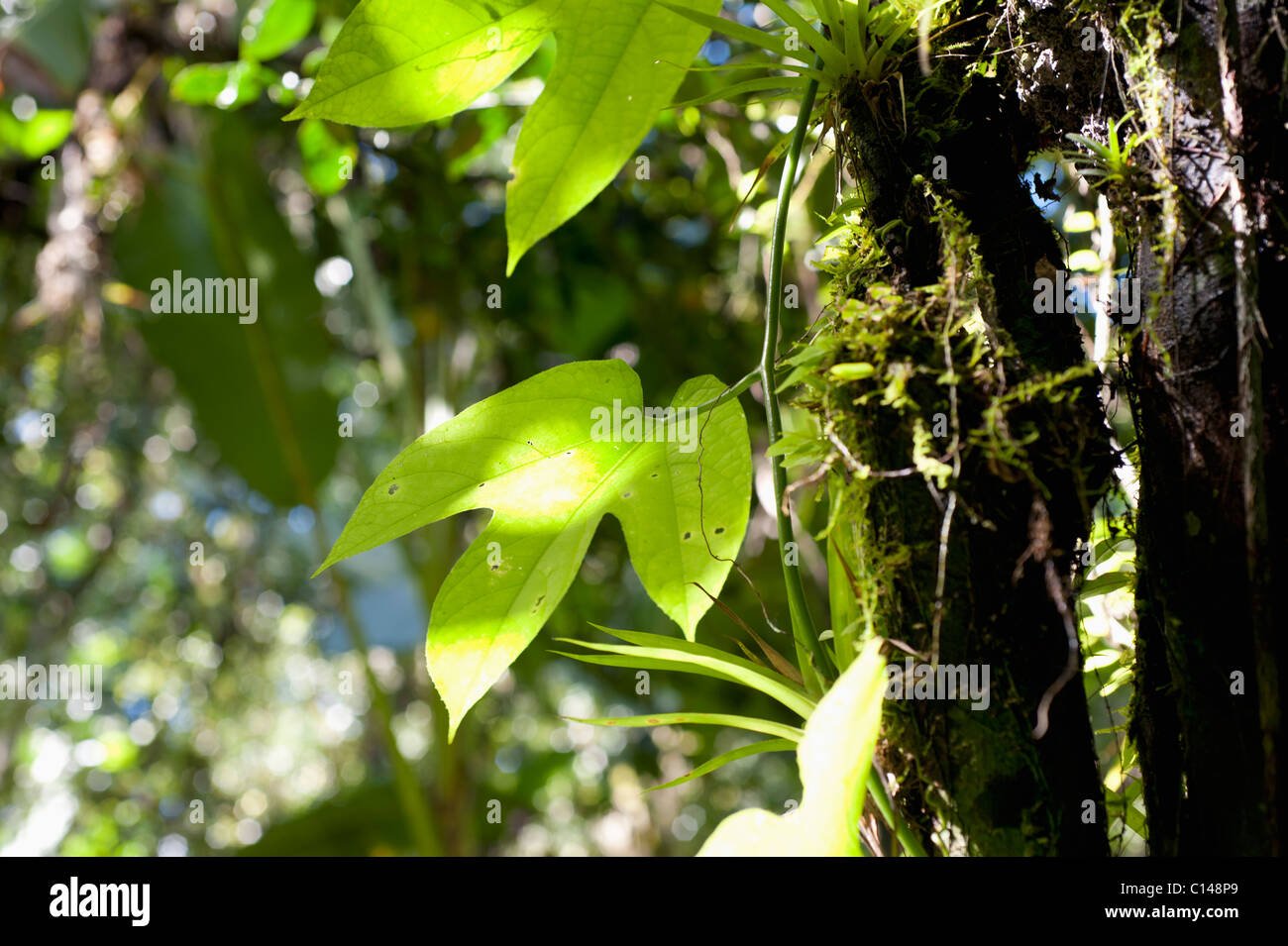 Brazil rainforest hi-res stock photography and images - Alamy