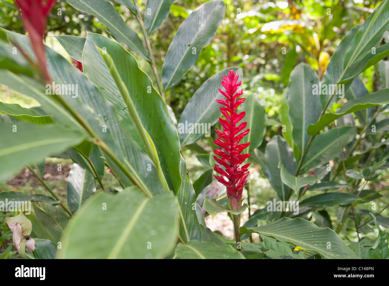 Amazon jungle flower hi-res stock photography and images - Alamy