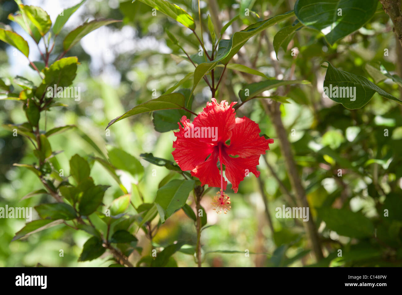 Rainforest trunk amazon bark big buttress ecuador forest giant green ...