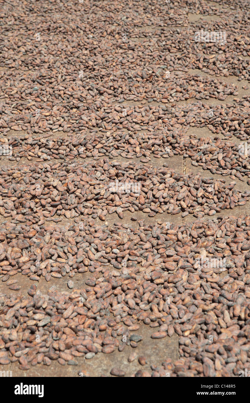 Cocoa seeds drying, Brazil, South America Stock Photo - Alamy