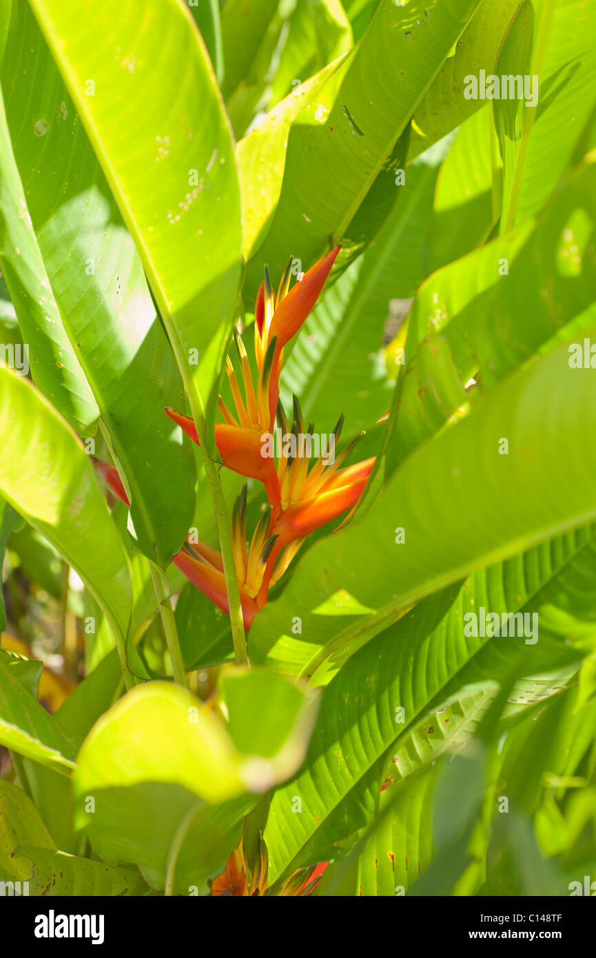 balisier, Amazon Rainforest, Brazil, South America Stock Photo - Alamy