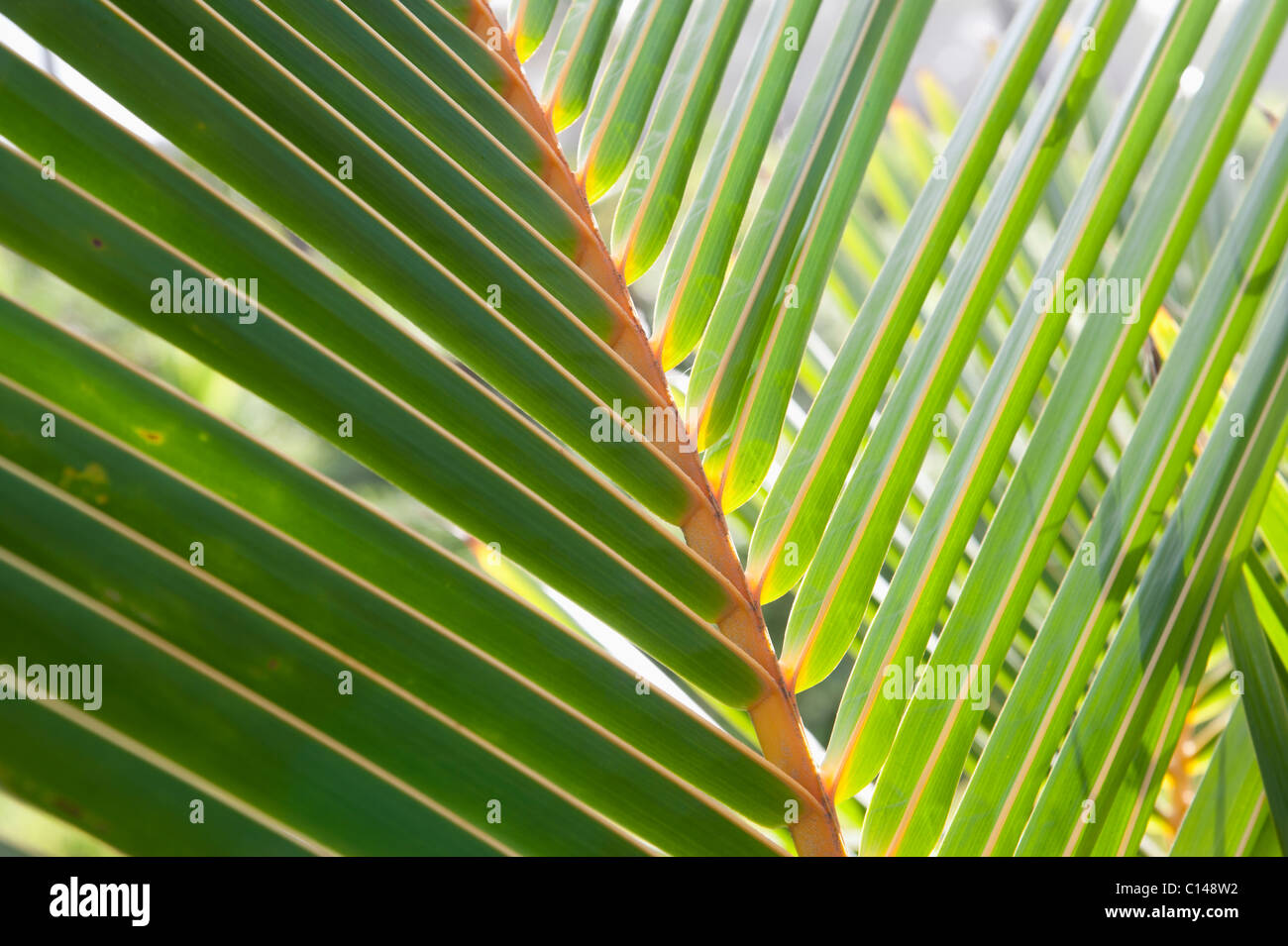 Tropical Fern, Amazon Rainforest, Brazil, South America Stock Photo - Alamy