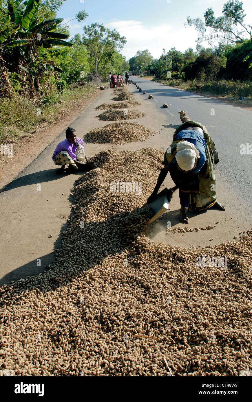 GROUNDNUT DRYING ON THE ROAD TAMILNADU Stock Photo - Alamy