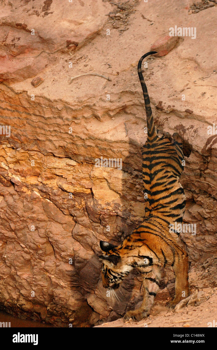 Tiger leap hi-res stock photography and images - Alamy
