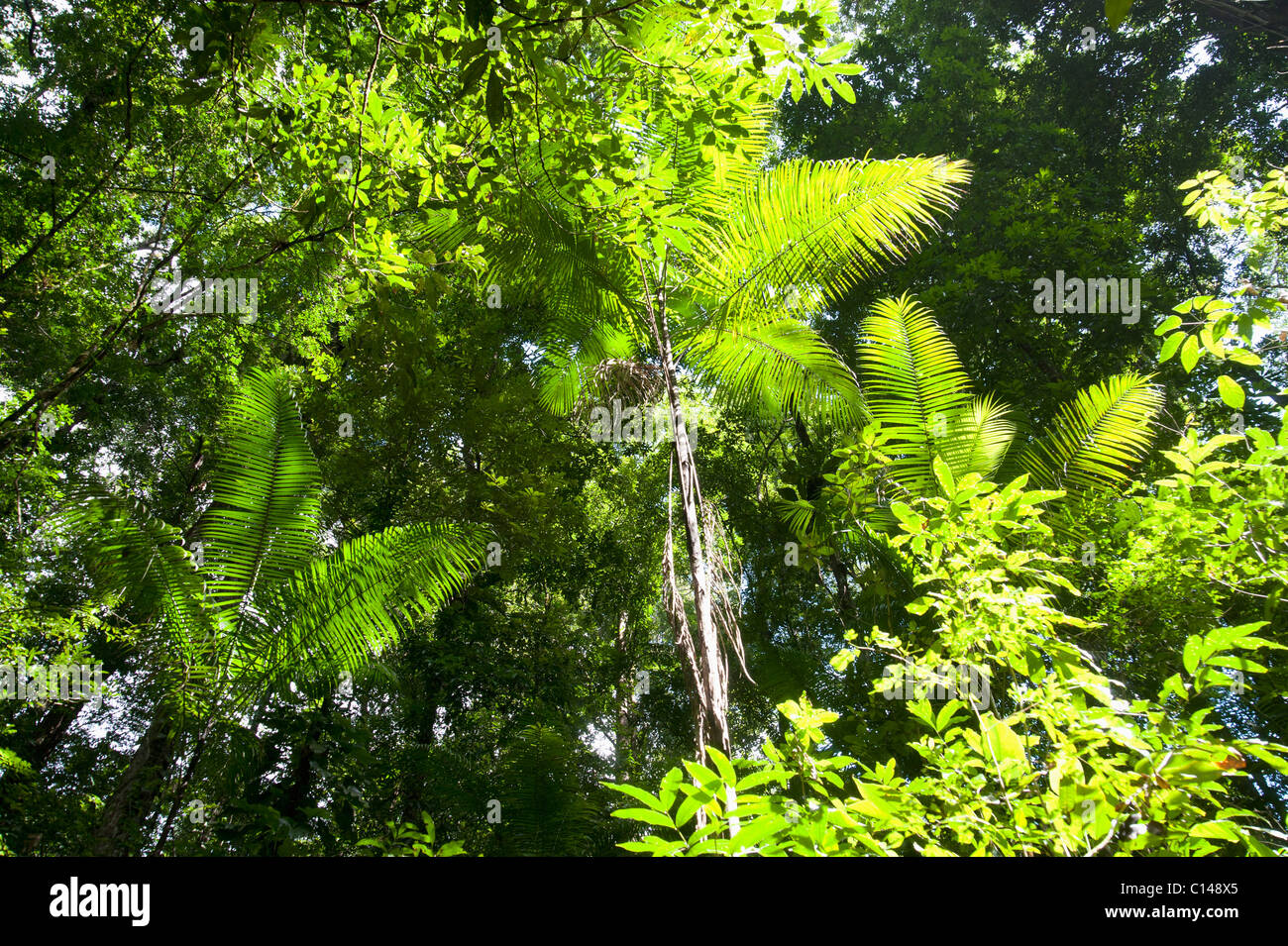 Amazon Rainforest, Brazil, South America Stock Photo - Alamy