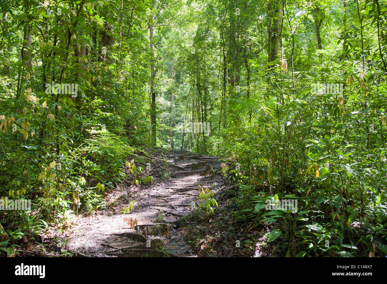 Path through Amazon Rainforest, Brazil, South America Stock Photo - Alamy