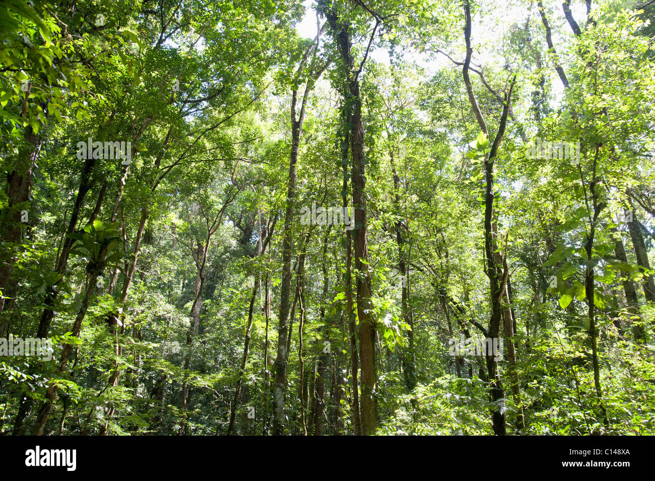 Amazon Rainforest, Brazil, South America Stock Photo - Alamy