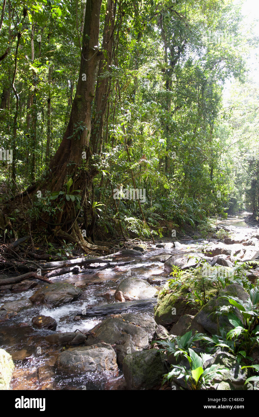 Stream in Amazon Rainforest, Brazil, South America Stock Photo - Alamy