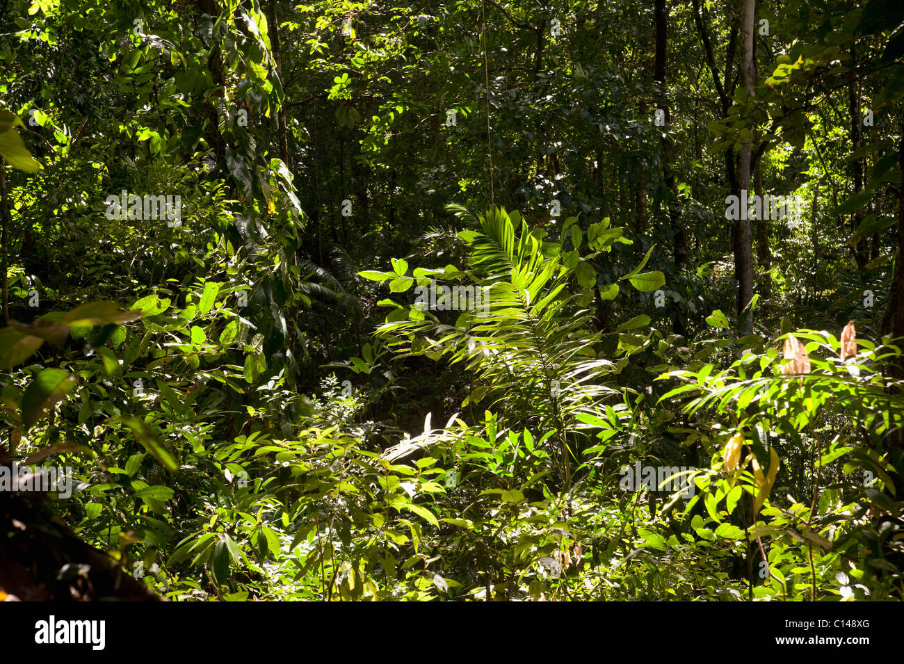 Rainforest trunk amazon bark big buttress ecuador forest giant green ...