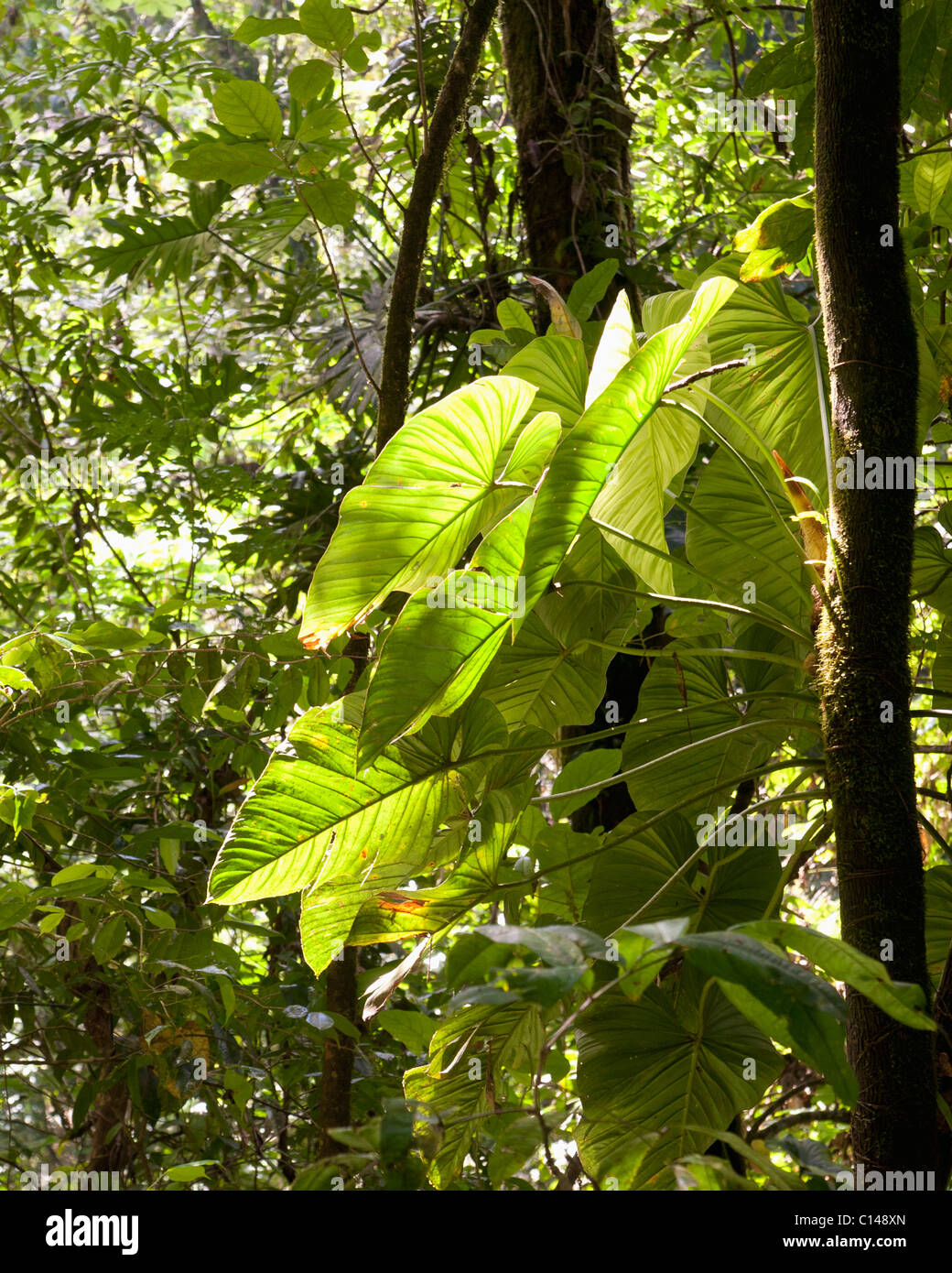 Rainforest trunk amazon bark big buttress ecuador forest giant green ...