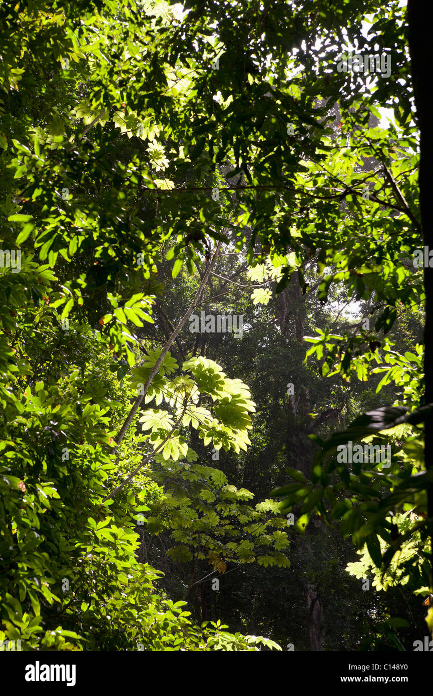 Amazon Rainforest, Brazil, South America Stock Photo - Alamy