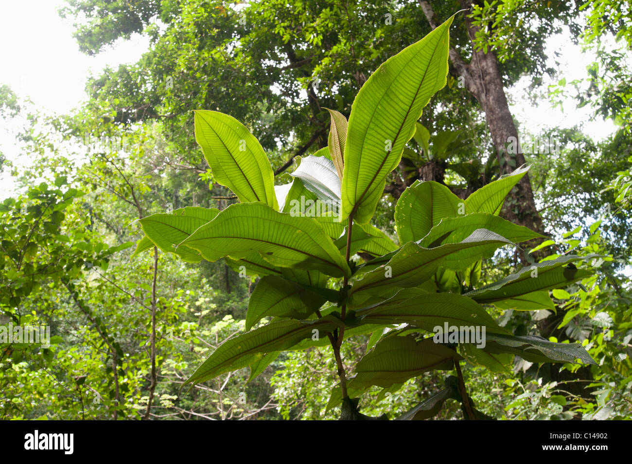 Amazon Rainforest Moss High Resolution Stock Photography and Images - Alamy
