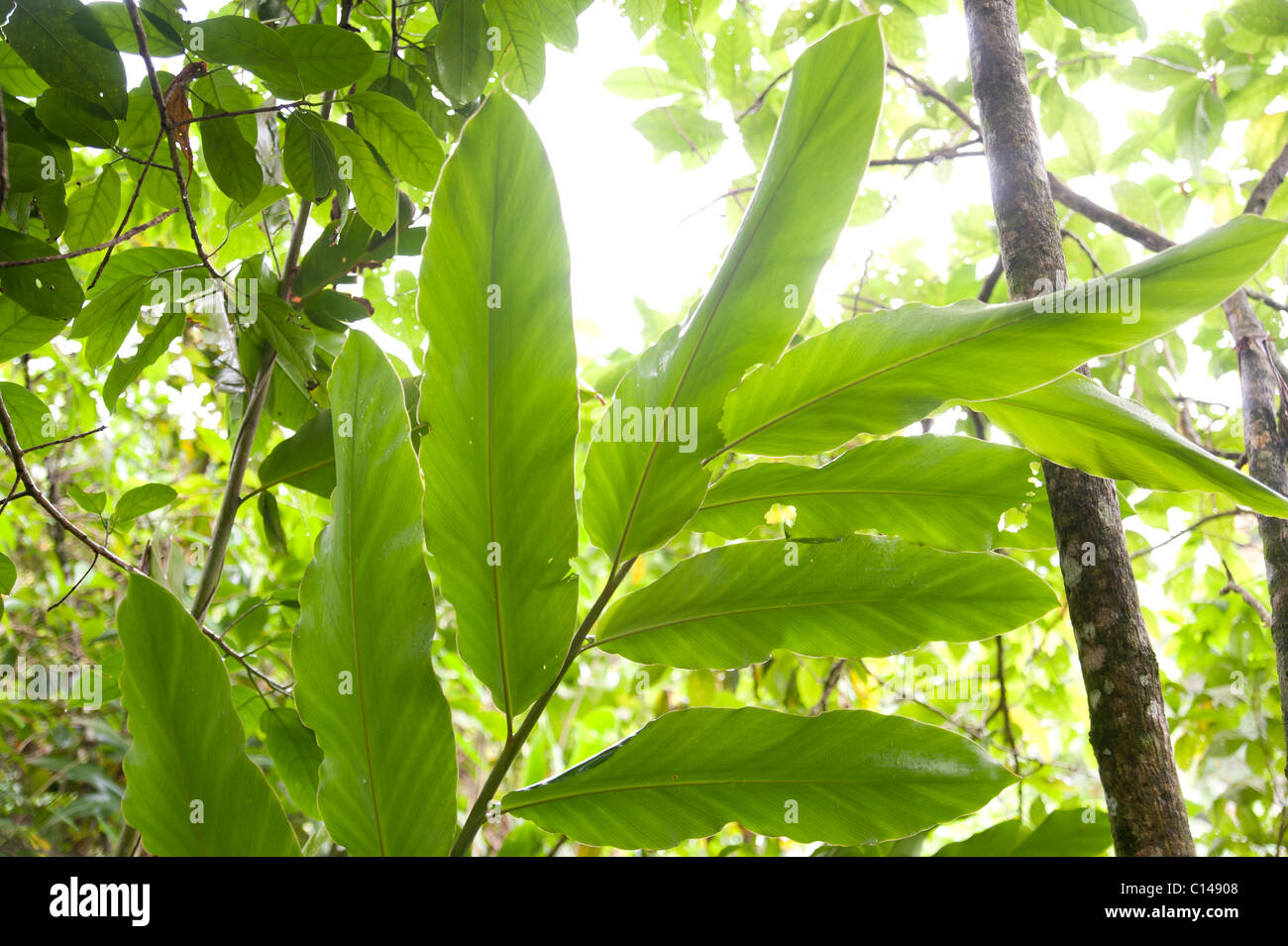 Jungle leaves hi-res stock photography and images - Alamy