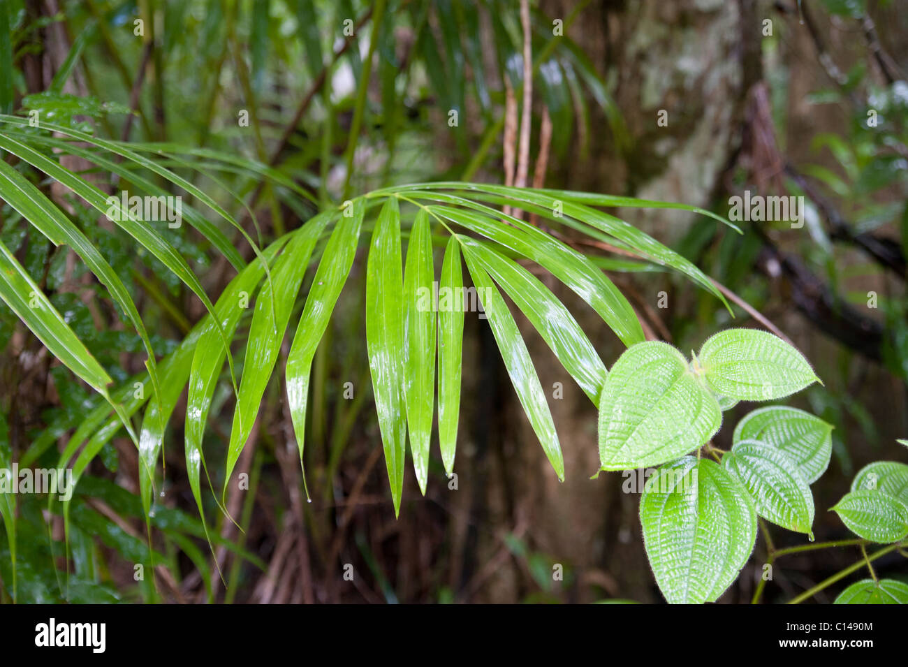 Fern, Rainforest, Trinidad Stock Photo - Alamy