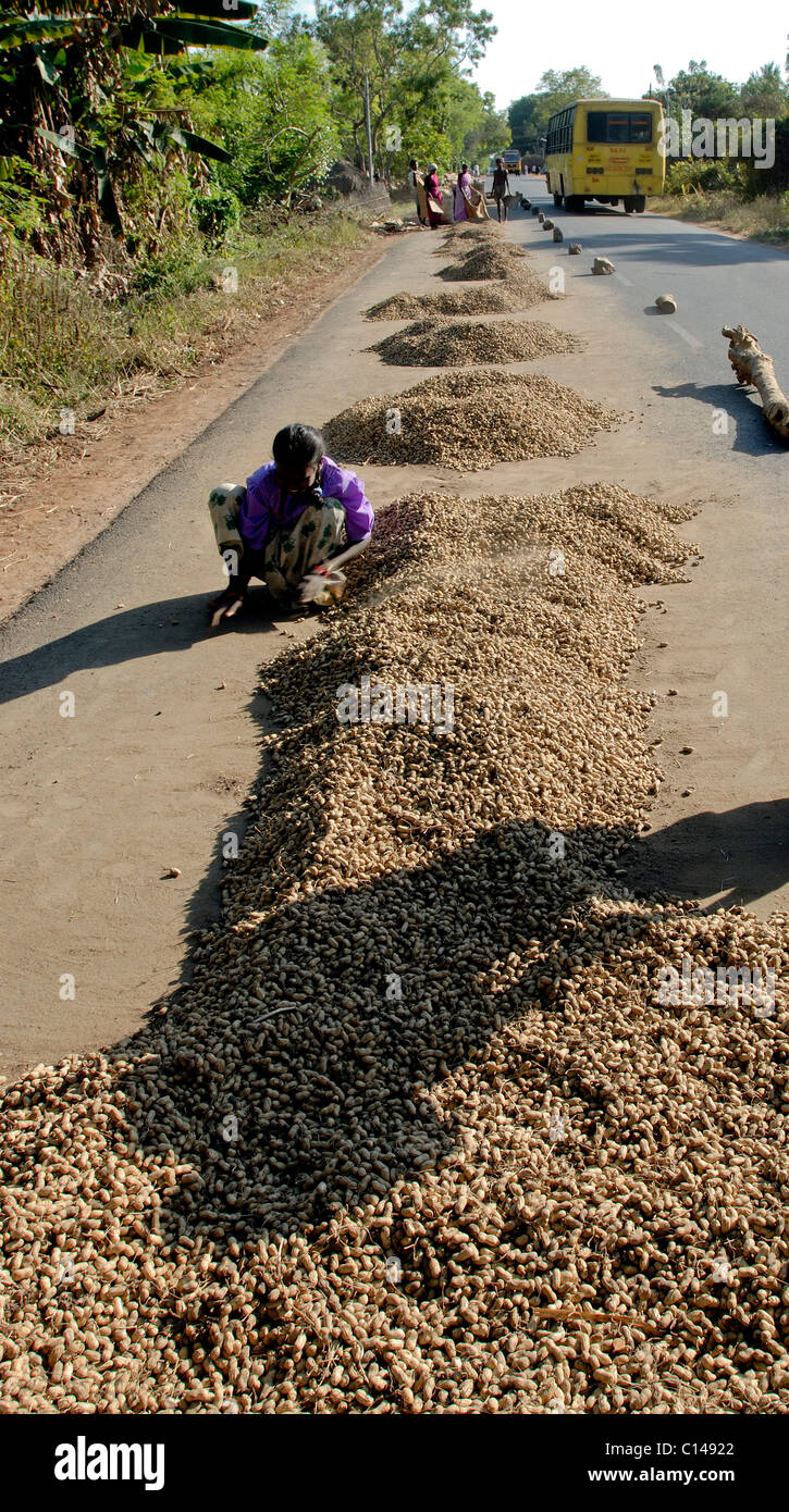 GROUNDNUT DRYING ON THE ROAD TAMILNADU Stock Photo - Alamy
