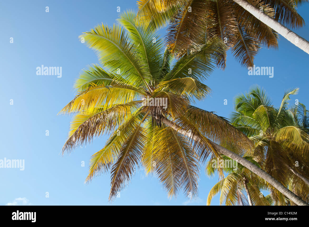 Coconut trees, Pigeon Point, Tobago Stock Photo - Alamy