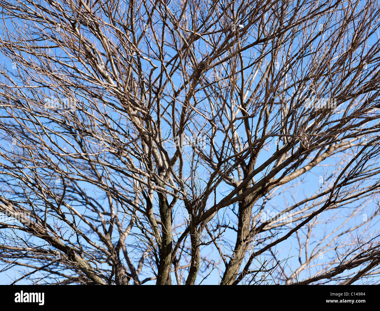 Sky crown hi-res stock photography and images - Alamy