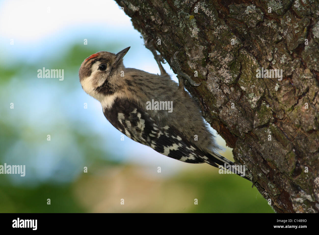 Lesser Spotted Woodpecker Stock Photo - Alamy