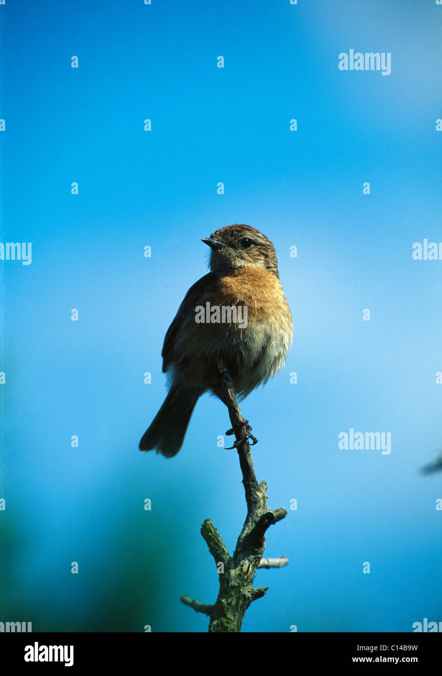 Small brown bird perches on heathland twig in Wales Stock Photo - Alamy