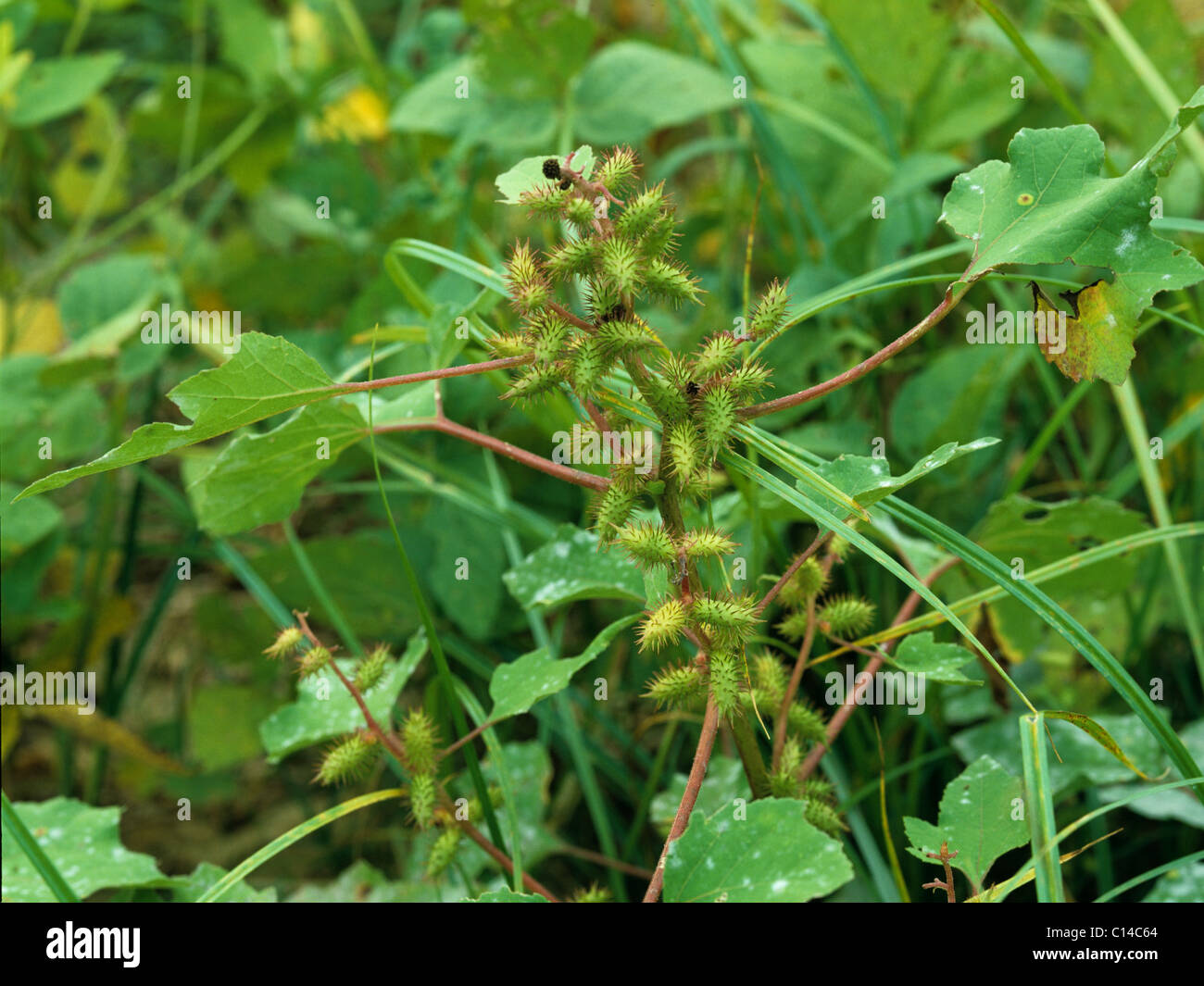 Cocklebur hi-res stock photography and images - Alamy