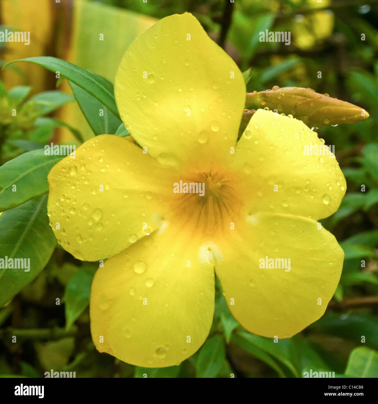 lone 5 petal yellow flower in goa india un der the monsoon Stock Photo ...