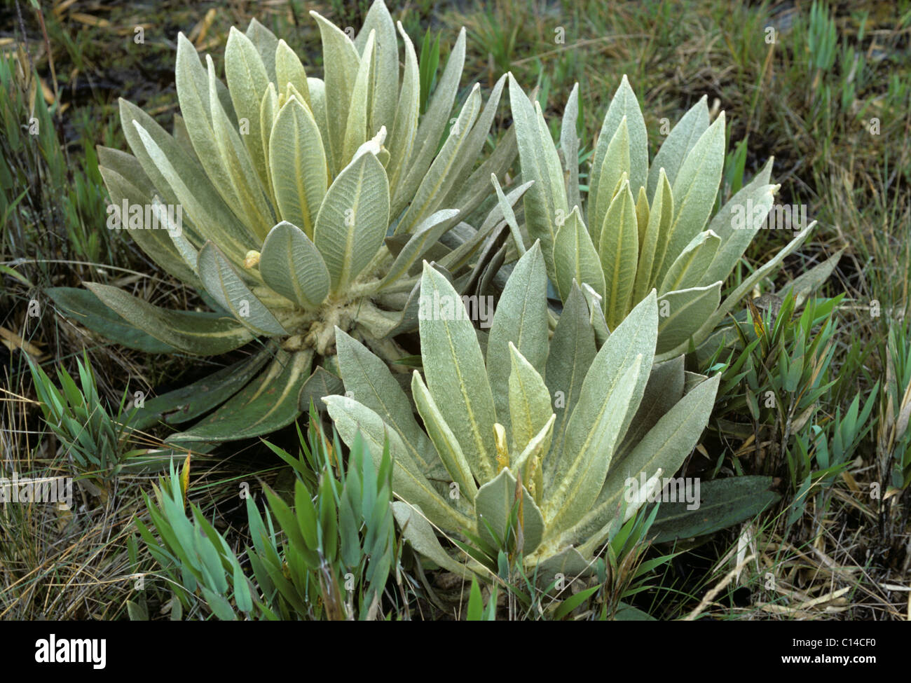 Frailejon (Espeletia schultzii) plants at 4800 metres in the Andes ...
