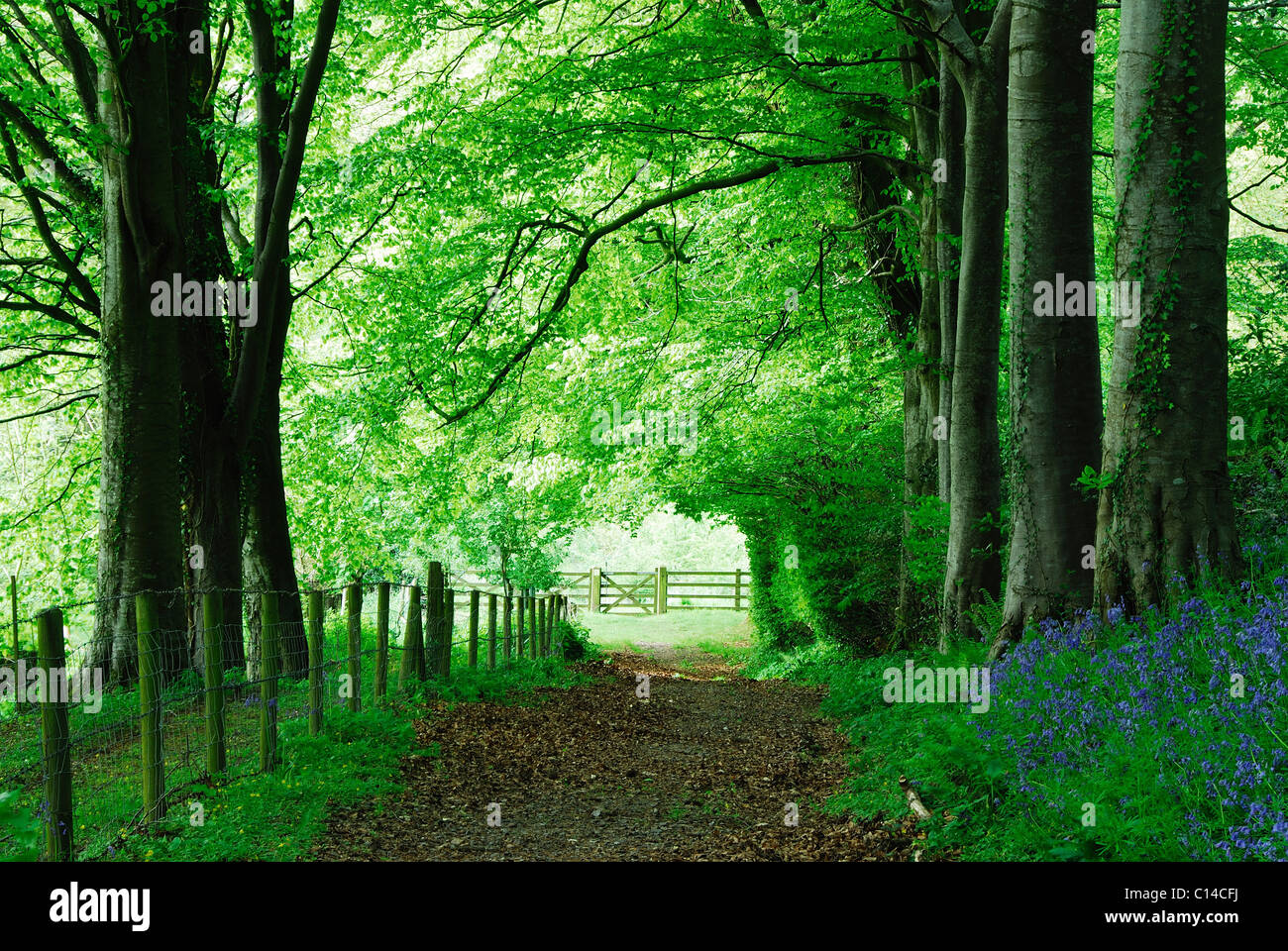 Mancombe Wood near Crewkerne in Spring, Somerset, UK May 2010 Stock ...