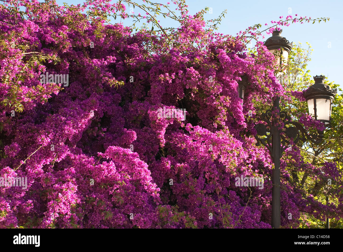 Bougainvillea flowering. Cadiz Spain Stock Photo - Alamy