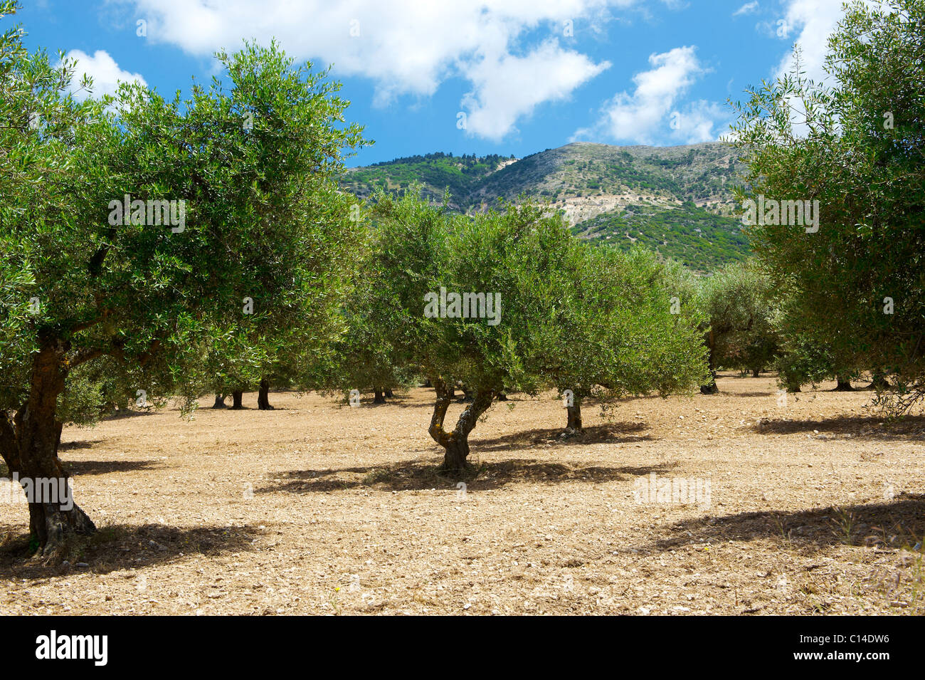 Olive Trees Greece High Resolution Stock Photography and Images - Alamy
