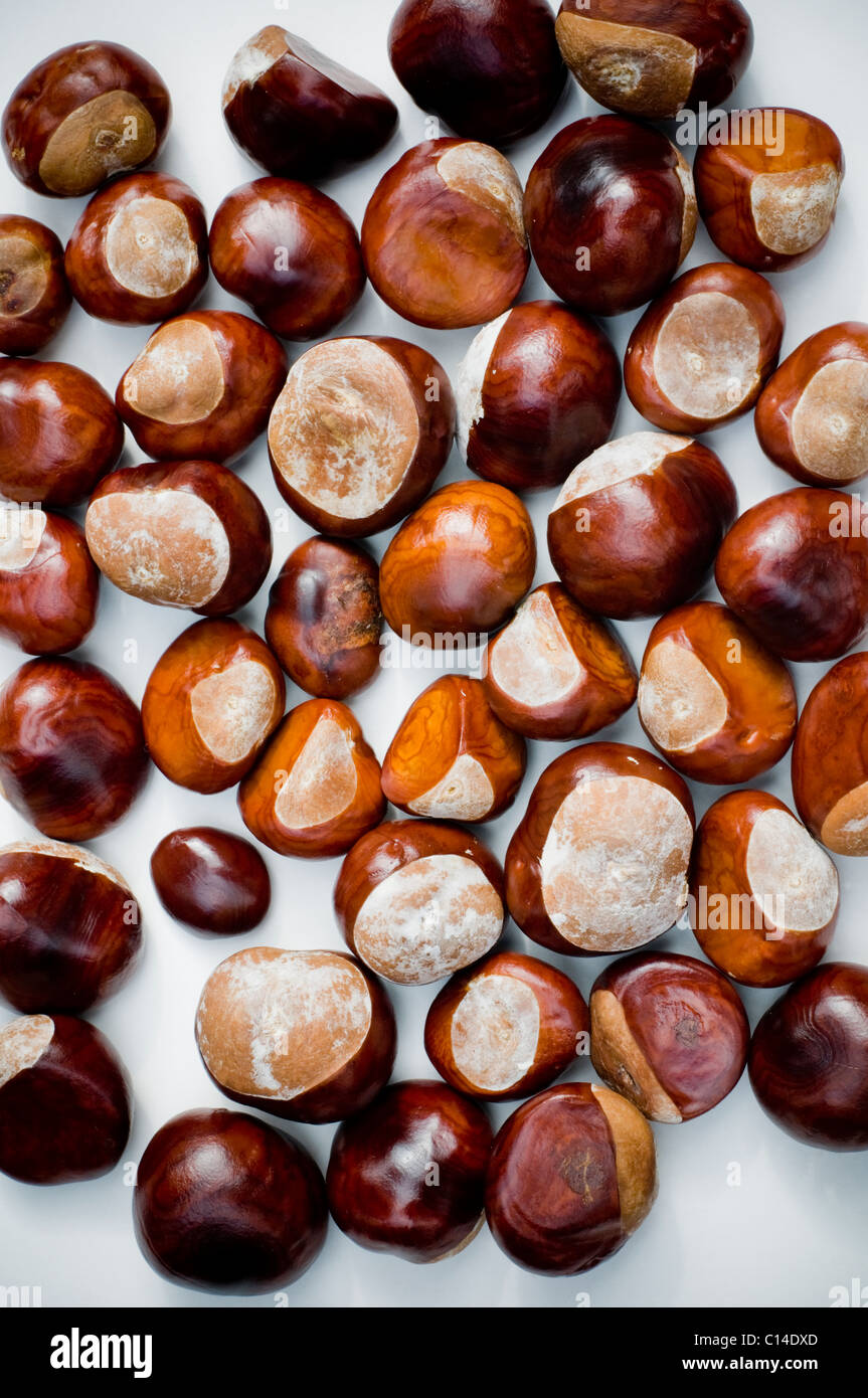 Collection of conkers of various sizes and shapes on white background ...