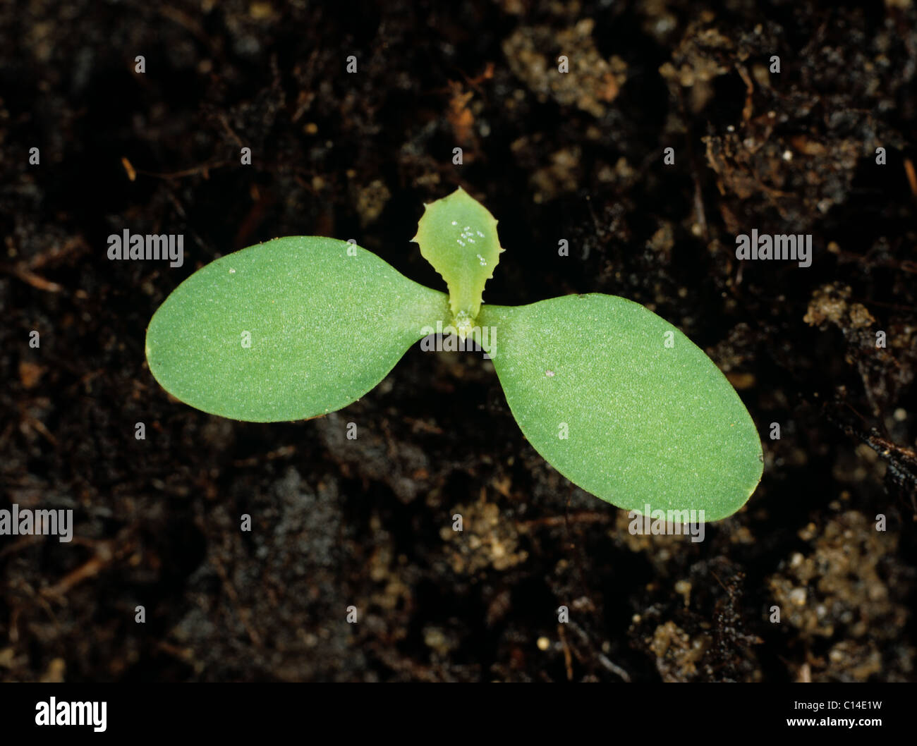 Perennial sow-thistle (Sonchus arvensis) seedling cotyledons and first ...