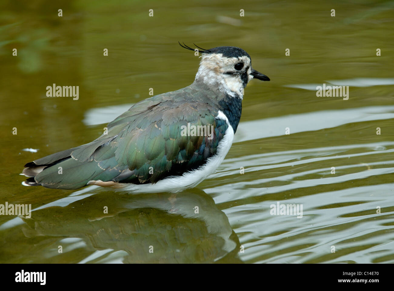 Peewit uk hi-res stock photography and images - Alamy