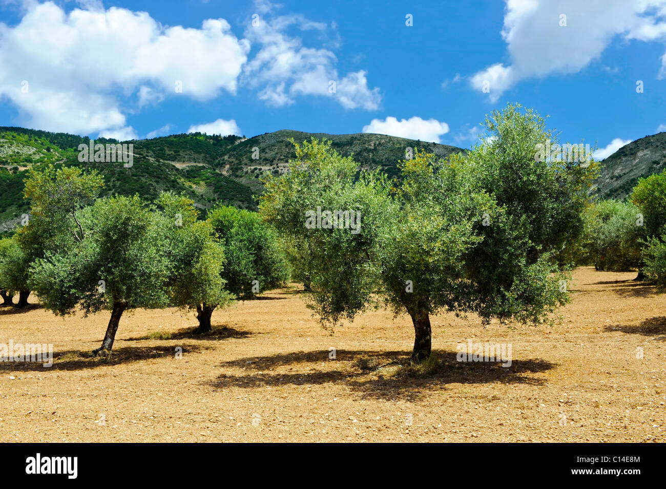 Olive trees greece hi-res stock photography and images - Alamy