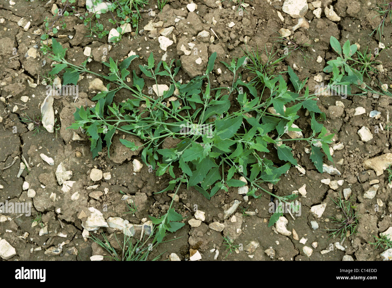 Orache (Atriplex patula) prostrate plant on bare soil Stock Photo - Alamy