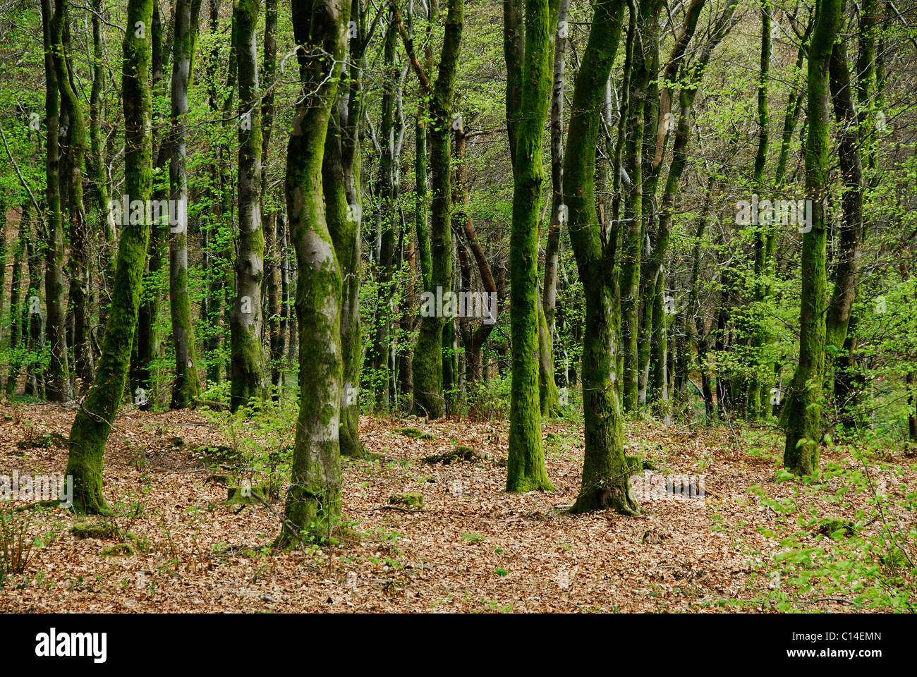Beacon Hill Wood in spring. Somerset, UK April 2010 Stock Photo - Alamy