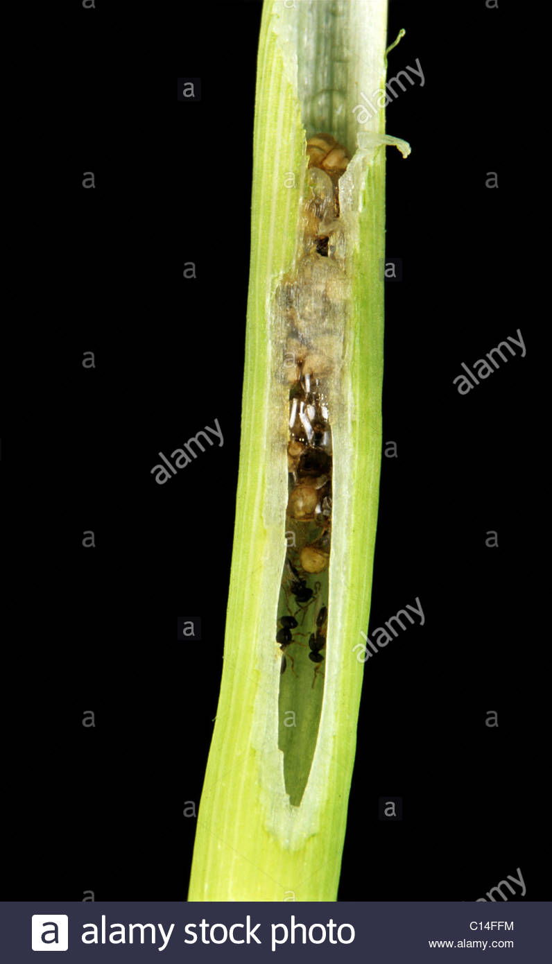 Oryzae Stock Photos & Oryzae Stock Images - Alamy