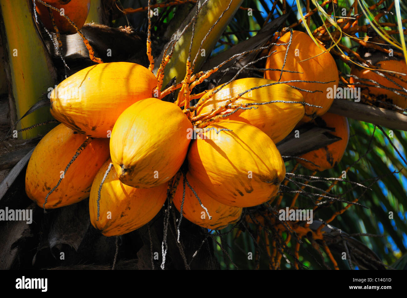 Mauritius tree hi-res stock photography and images - Alamy