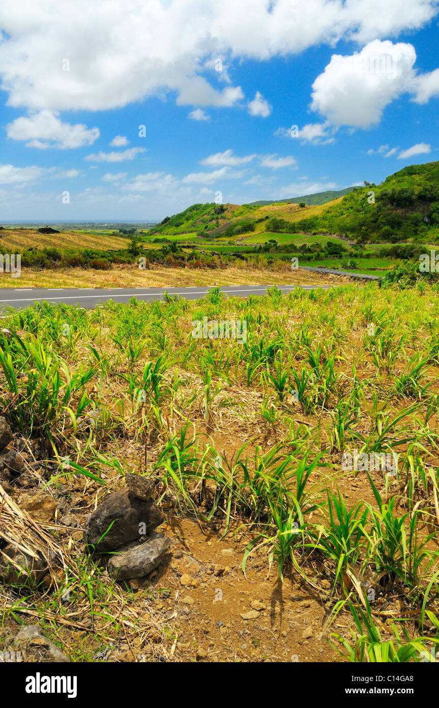 Scenic country road B55 is winding trough hills and sugar cane fields ...