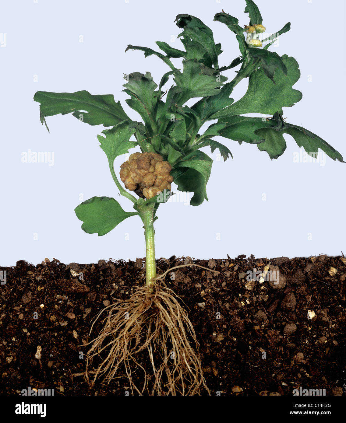 Crown gall hi-res stock photography and images - Alamy