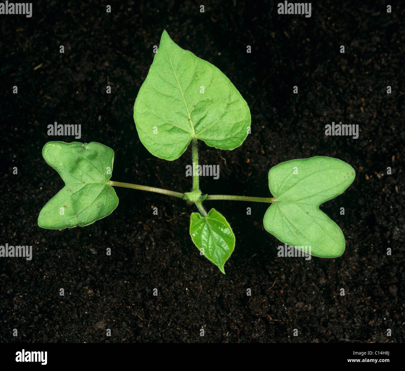 Ivy-leaved morning glory (Ipomoea hederifolia) seedling cotyledons with ...