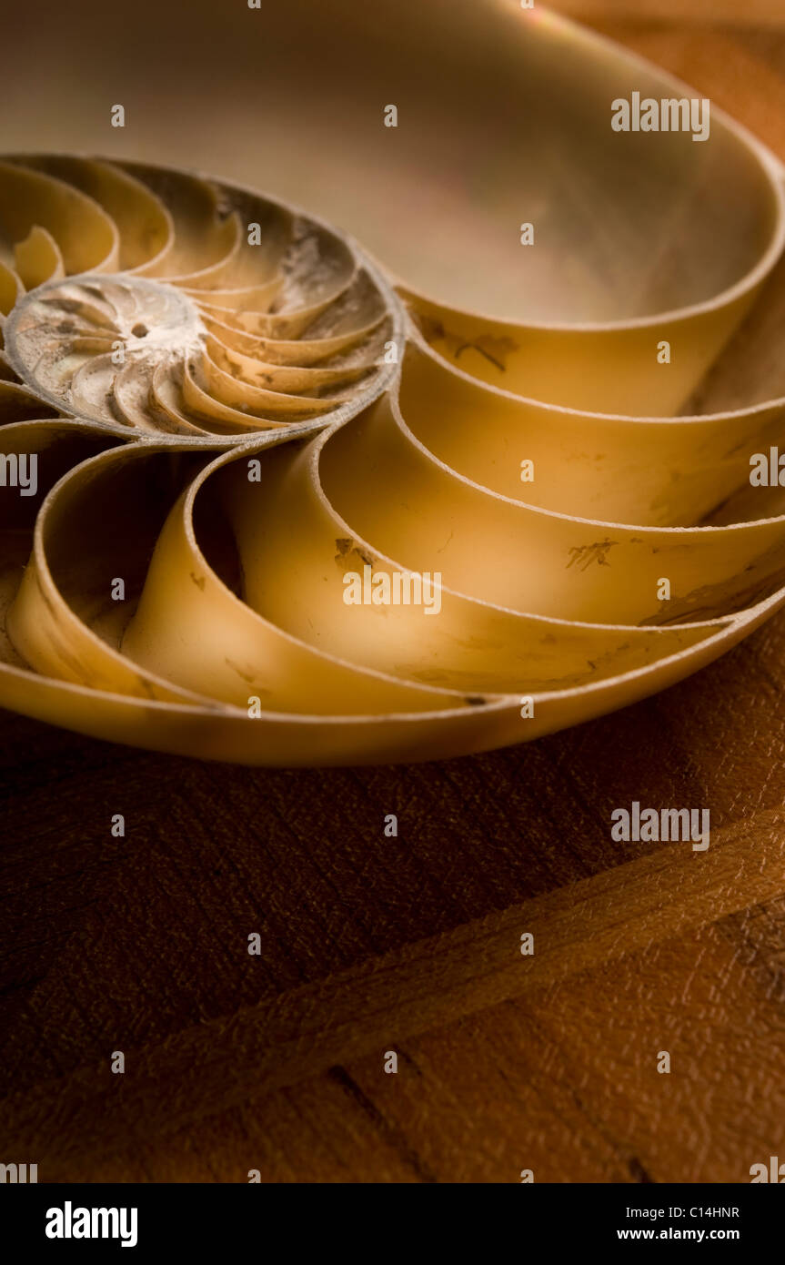 Nautilus shell close up hi-res stock photography and images - Alamy