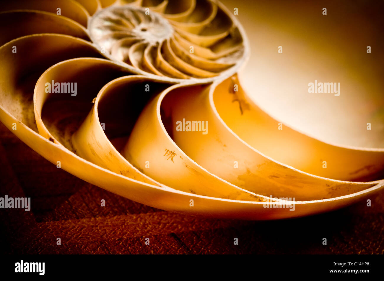Nautilus shell hi-res stock photography and images - Alamy