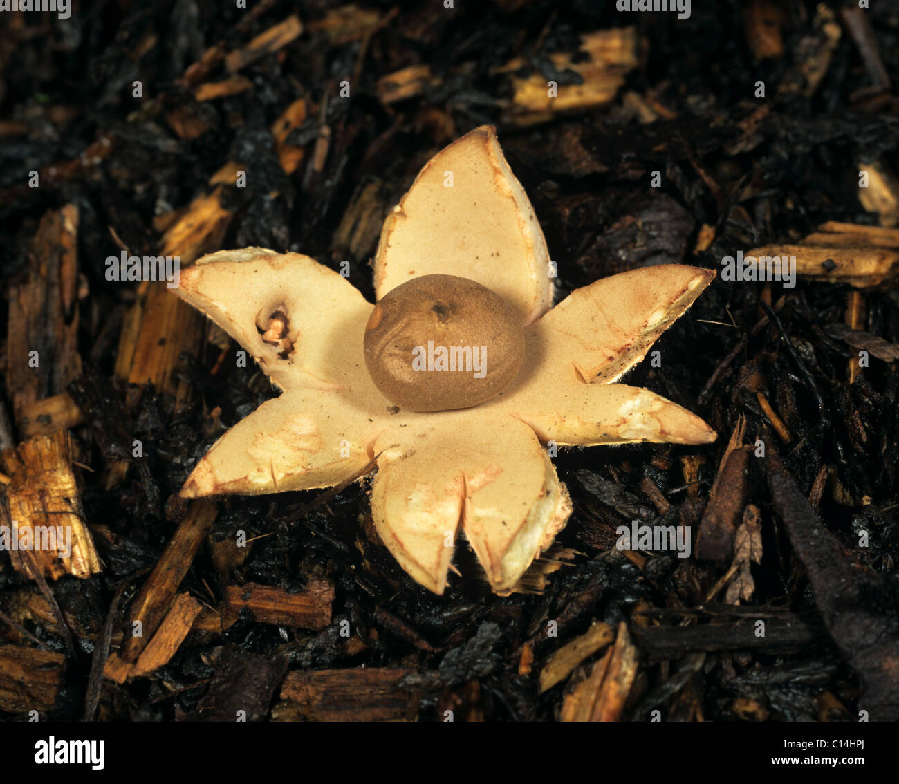 Earth star (Geastrum rufescens) fruit on soil Stock Photo - Alamy